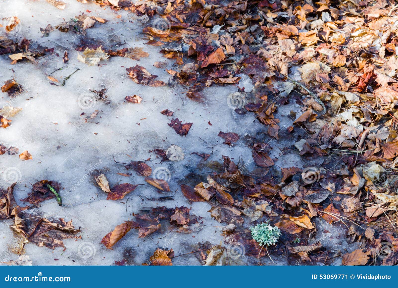 Carpet of Fall Leaves and Blades of Grass Stock Image - Image of orange ...