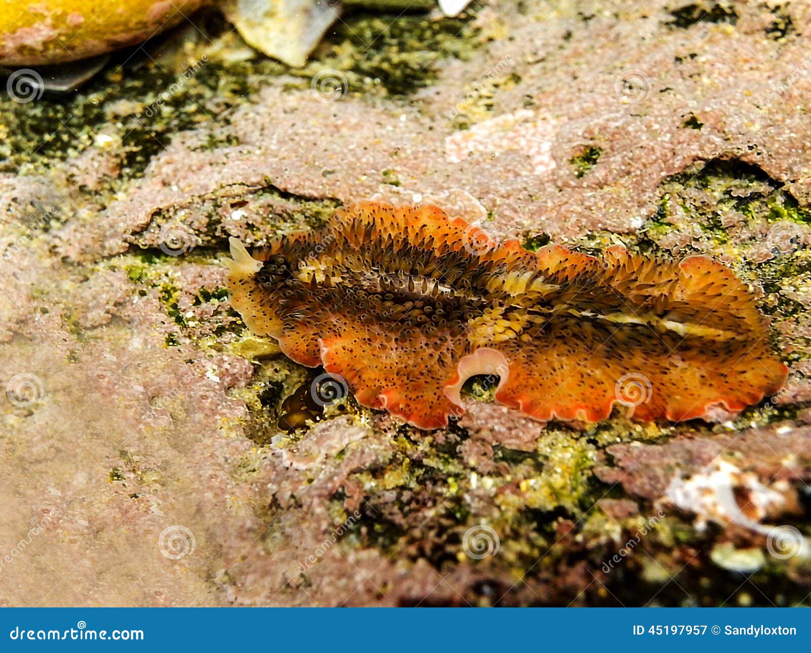 Marine Flatworm Royalty-Free Stock Photo | CartoonDealer.com #396891