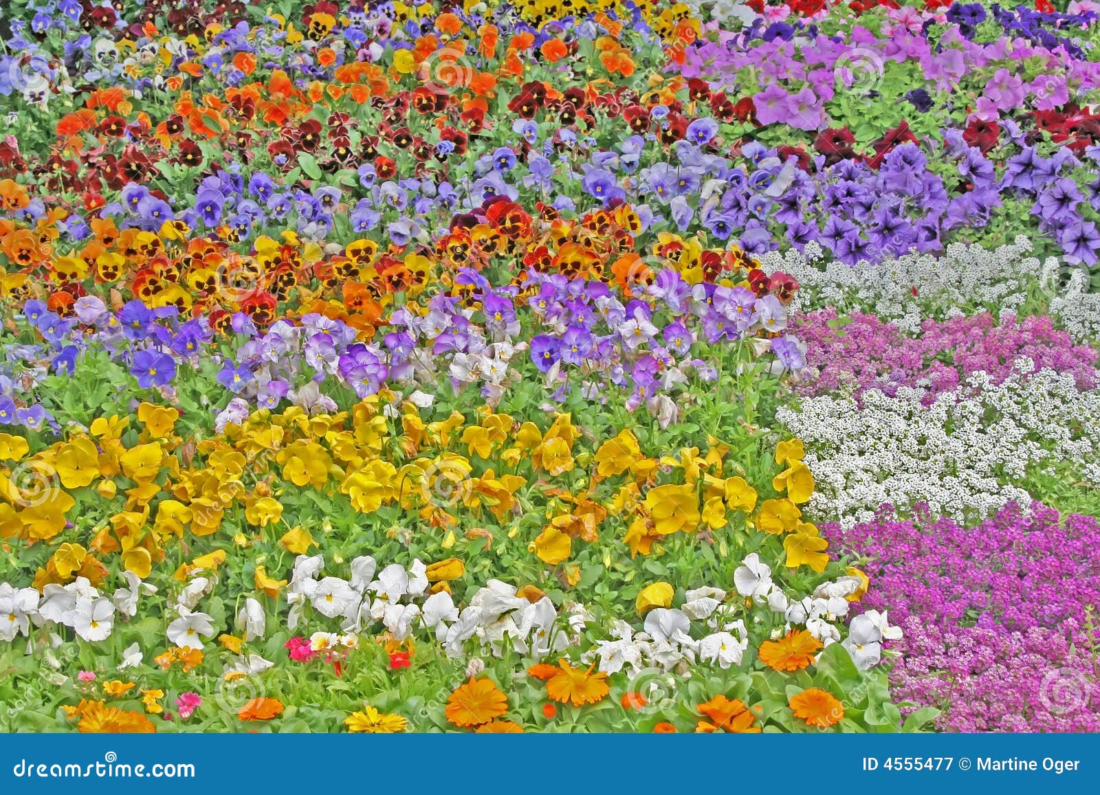 Carpet of flowers. stock image. Image of passion, florist - 4555477