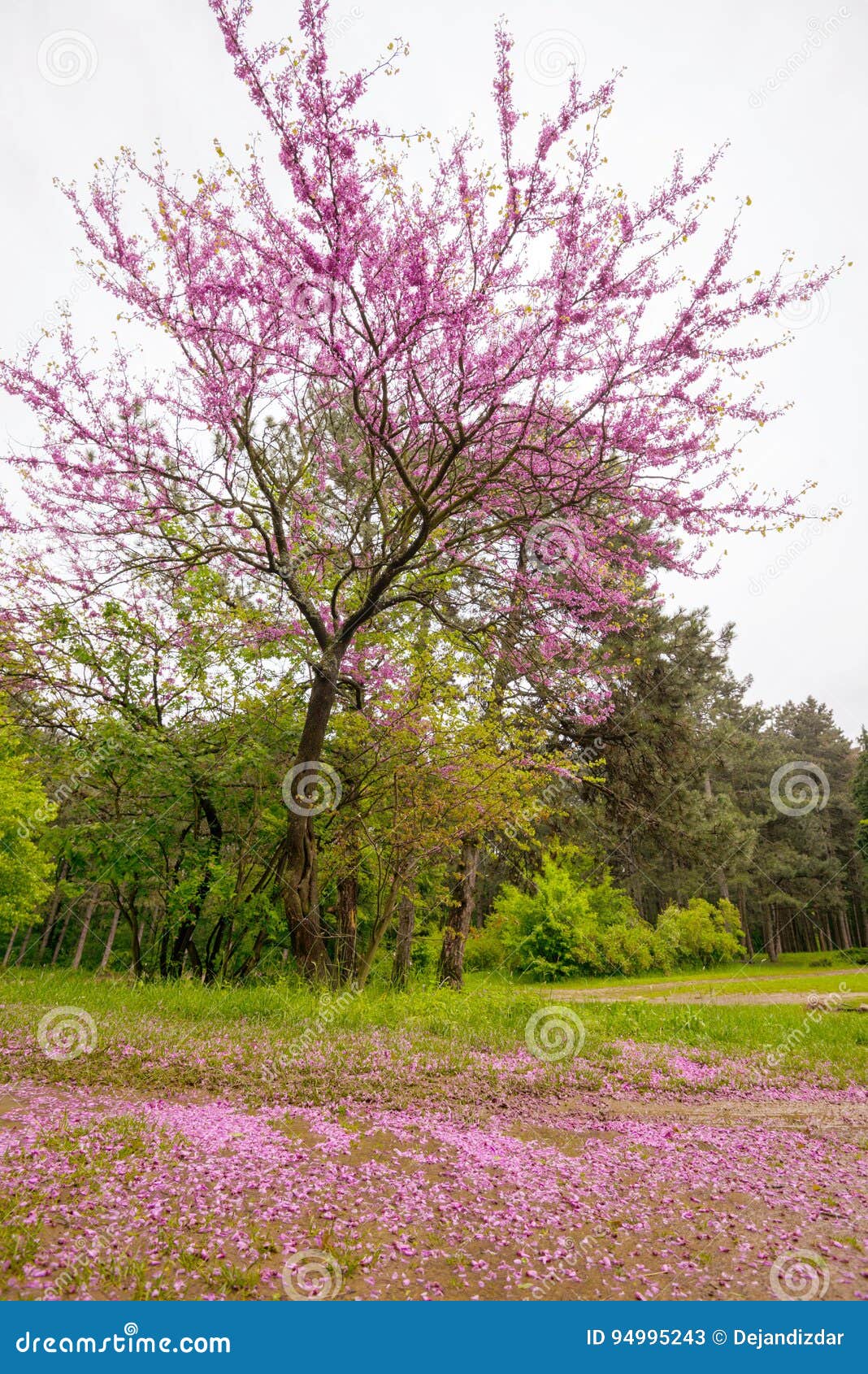 Carpet of flowers stock image. Image of blooming, tree - 94995243