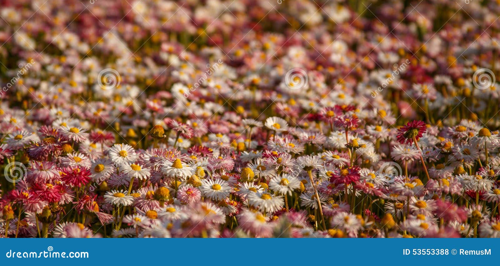 Carpet of flowers. stock photo. Image of white, colorful - 53553388