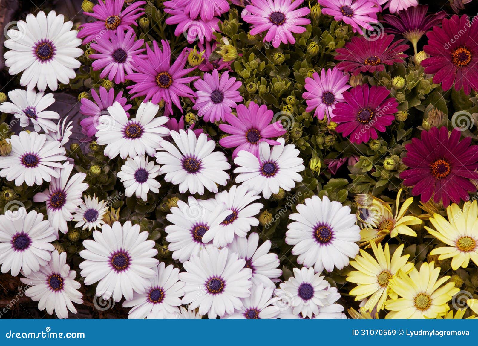 Carpet of flowers stock image. Image of background, warm - 31070569