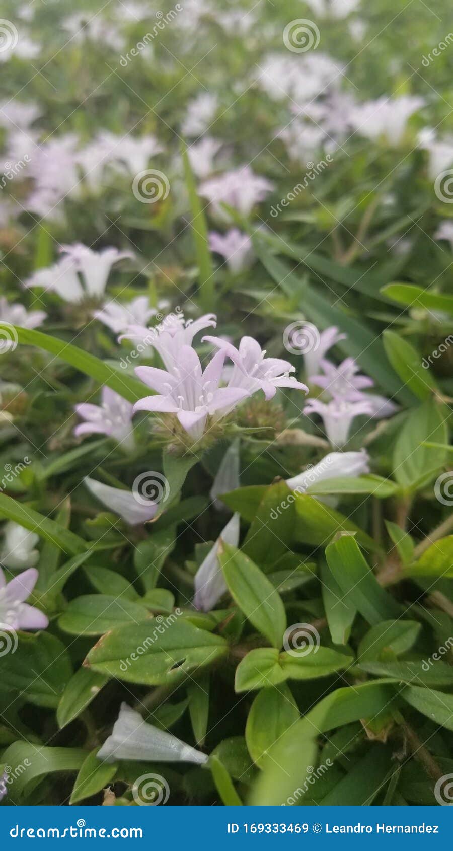 A Carpet Full of Lavender Weeds Stock Image - Image of carpet, lavender ...