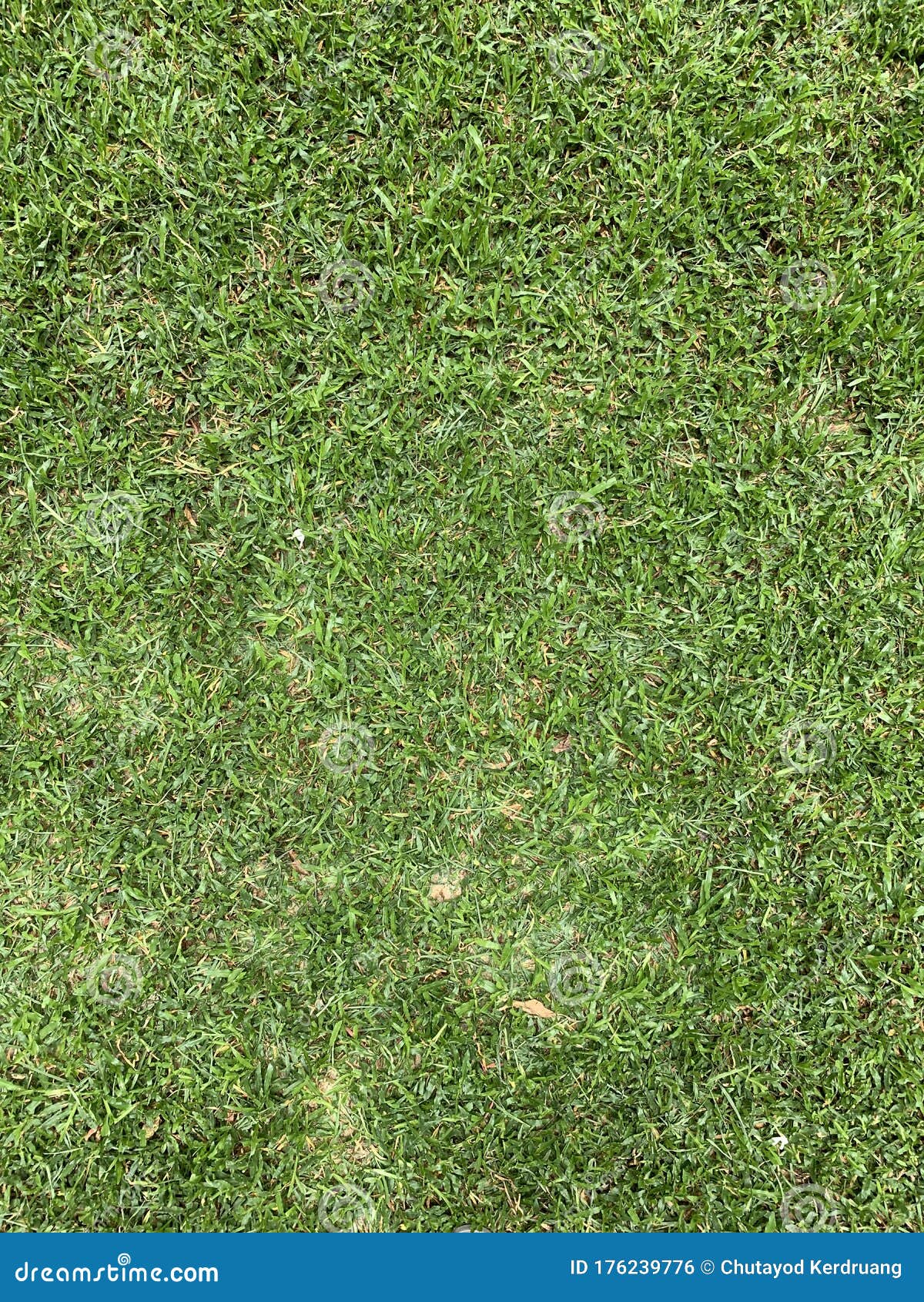 Carpet grass in Bangkok stock photo. Image of time, carpetgrass - 176239776