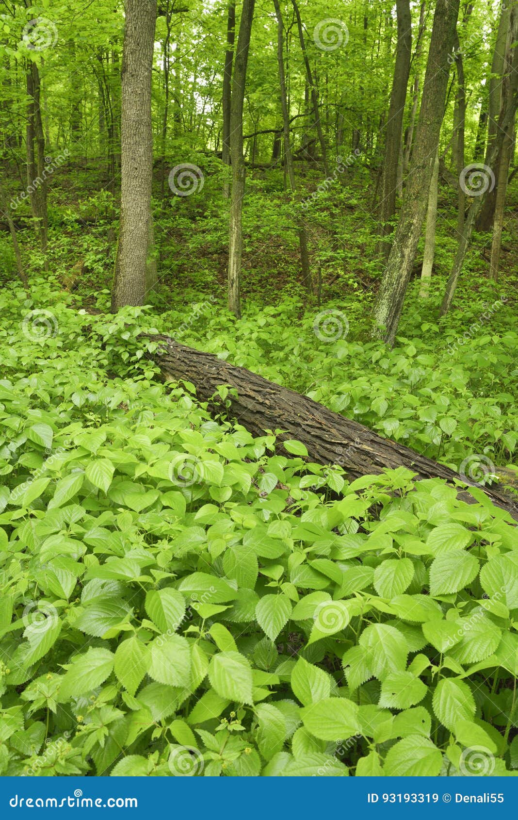 Carpet of Green Groundcover in Forest. Stock Image - Image of midwest ...