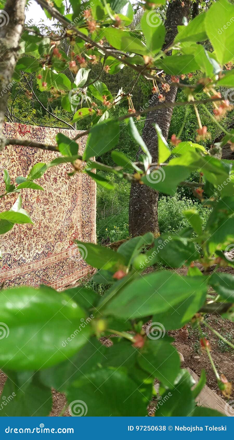 Carpet and green trees stock photo. Image of trees, green - 97250638