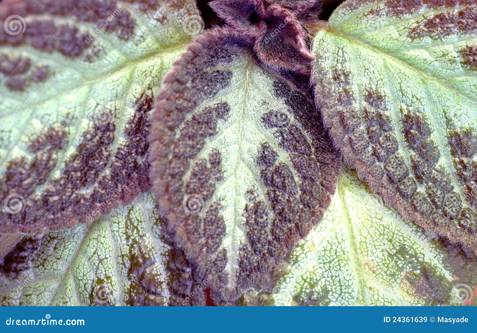 Carpet Leaves stock image. Image of plant, velvet, colourful - 24361639