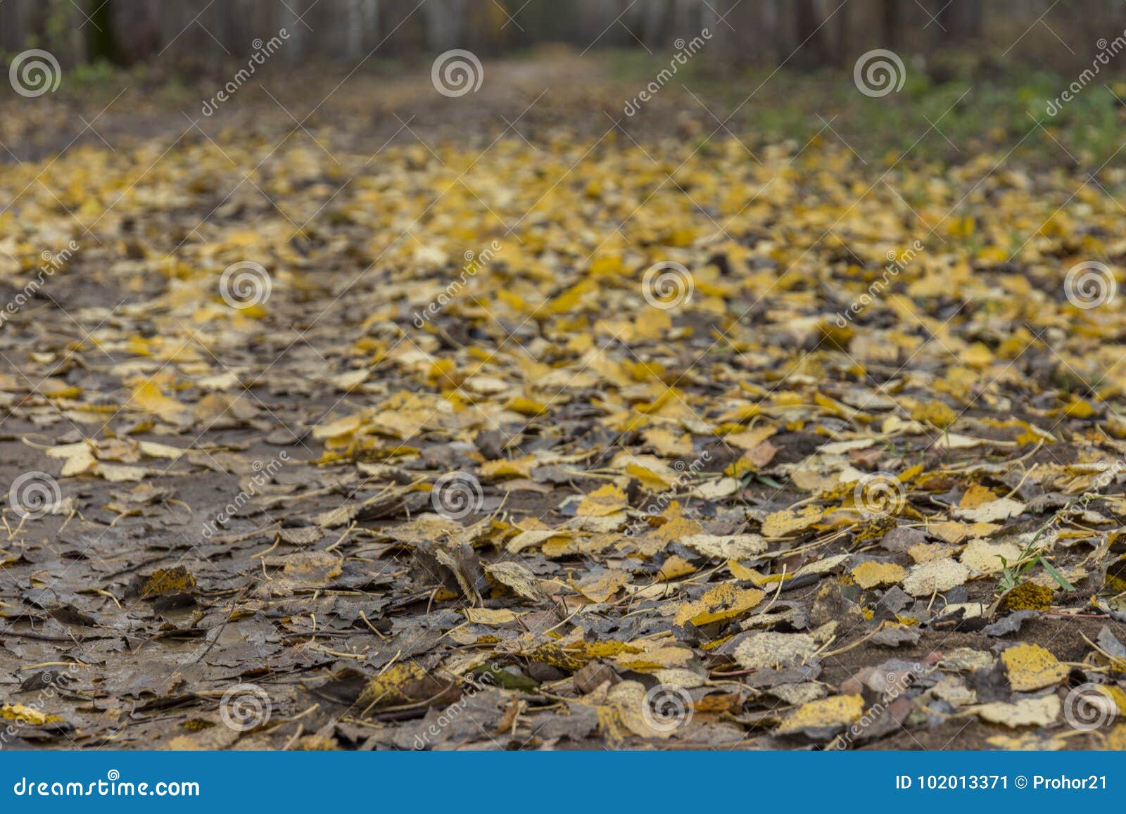 Carpet of leaves stock image. Image of gold, plant, natural - 102013371