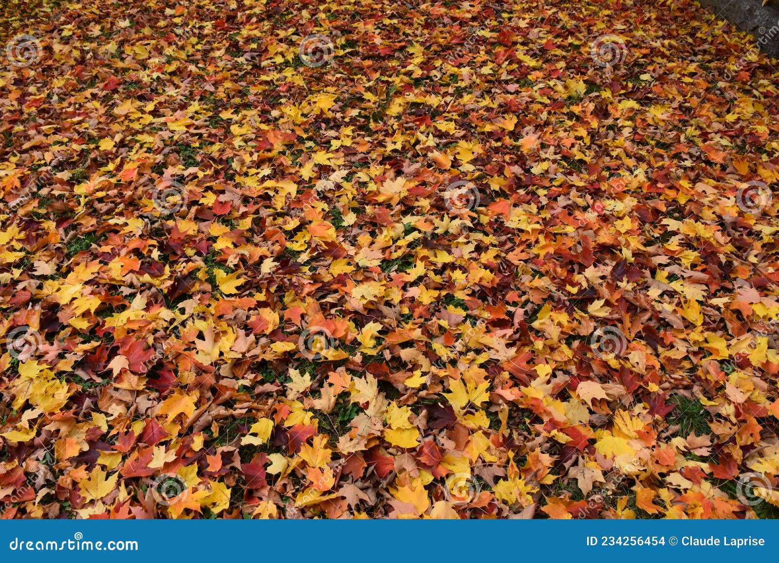 A Carpet of Leaves in the Fall Stock Photo - Image of hova, carpet ...
