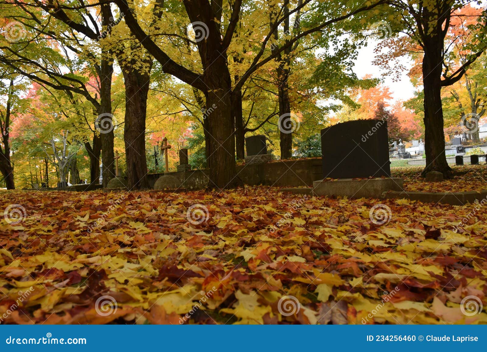 A Carpet of Leaves in the Fall Stock Photo - Image of parck, québec ...