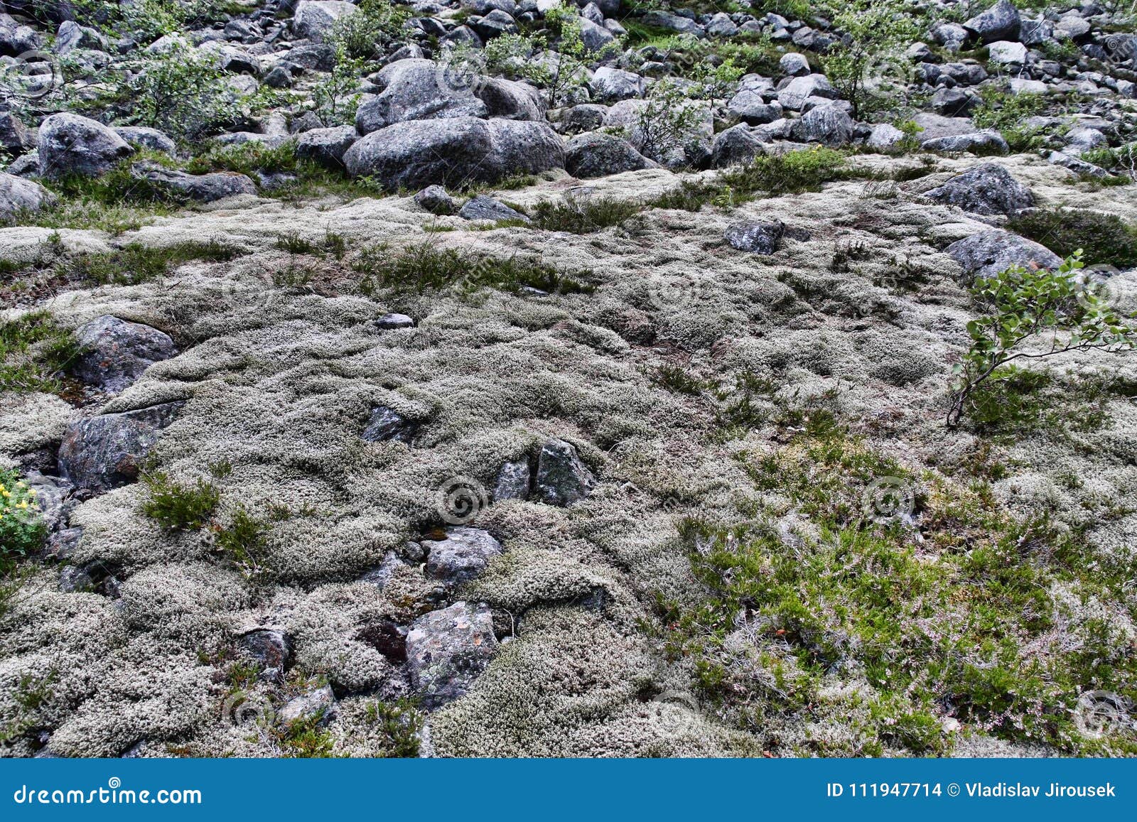 Carpet of Moss on Rocks, Norway Stock Photo - Image of fresh, leave ...