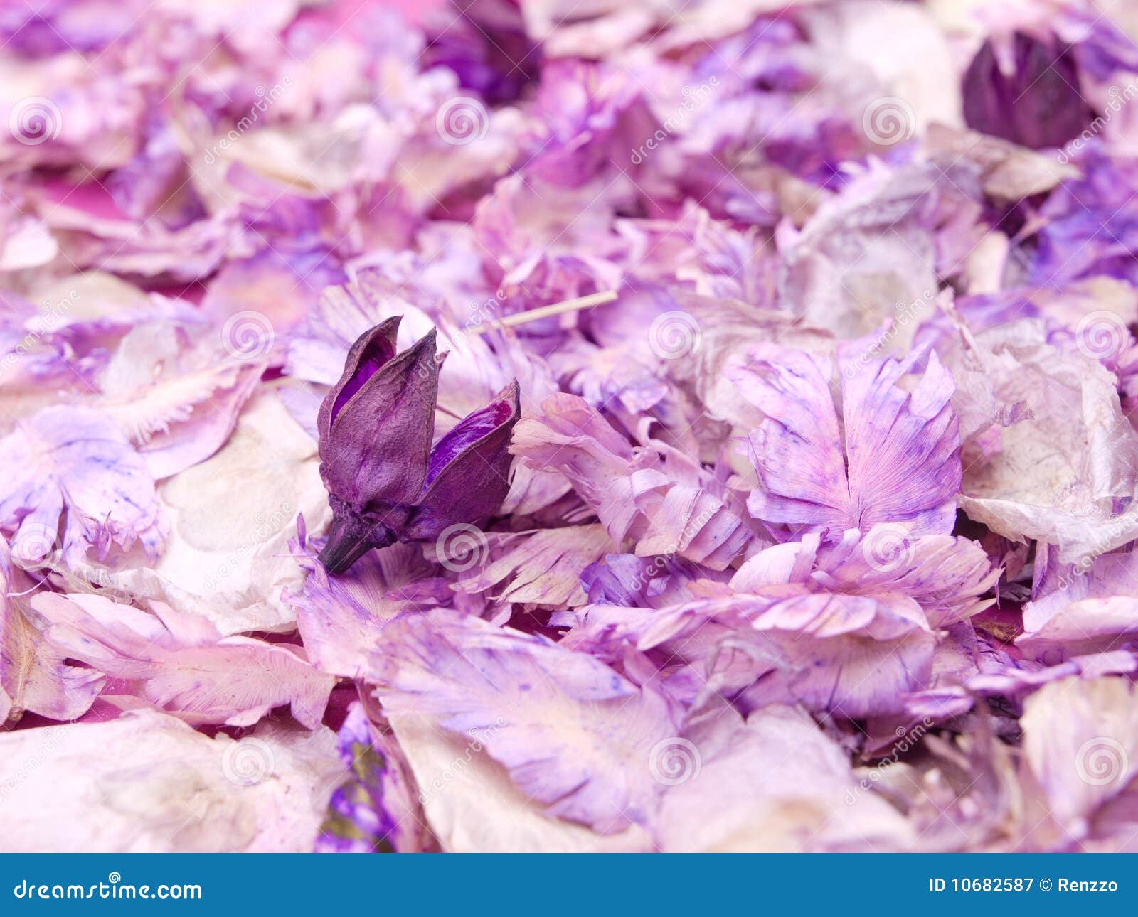 Carpet of Purple Potpourri. Stock Image - Image of carpet, macro: 10682587