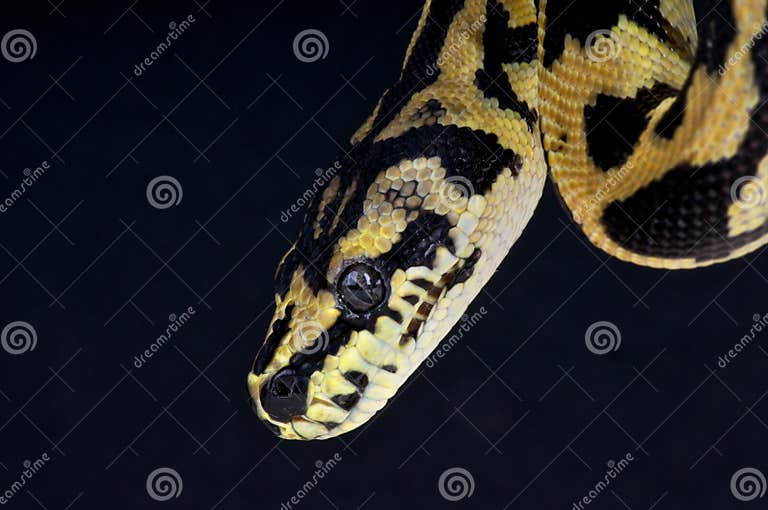 Carpet python stock photo. Image of python, pythons, arboreal - 20408932