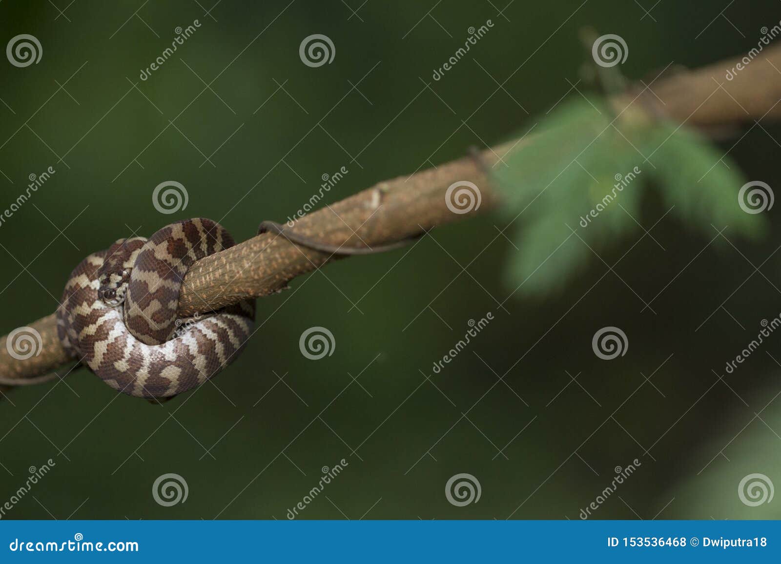 Carpet Python Morelia Spilota Stock Photo - Image of exotic, asia ...