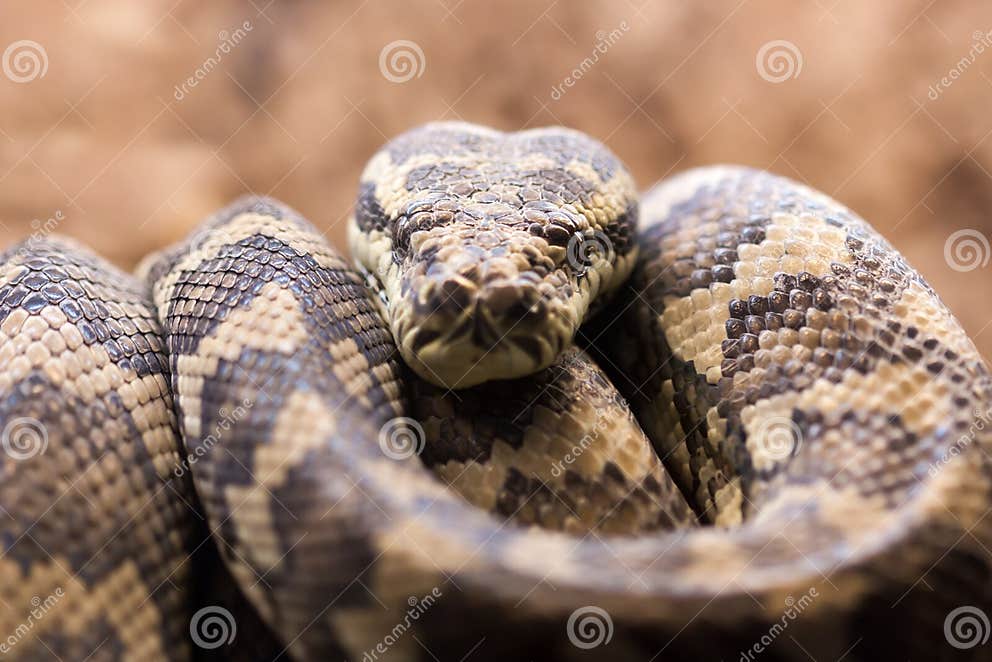 Carpet Python - Morelia Spilota Variegata Stock Image - Image of python ...