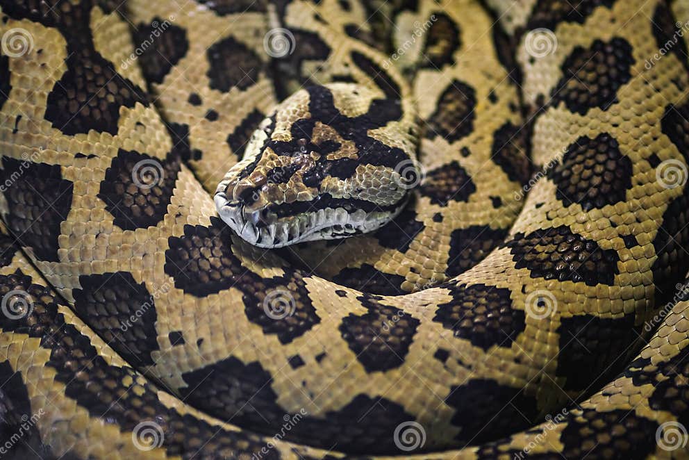 Carpet Python snake stock image. Image of portrait, guinea - 307794323