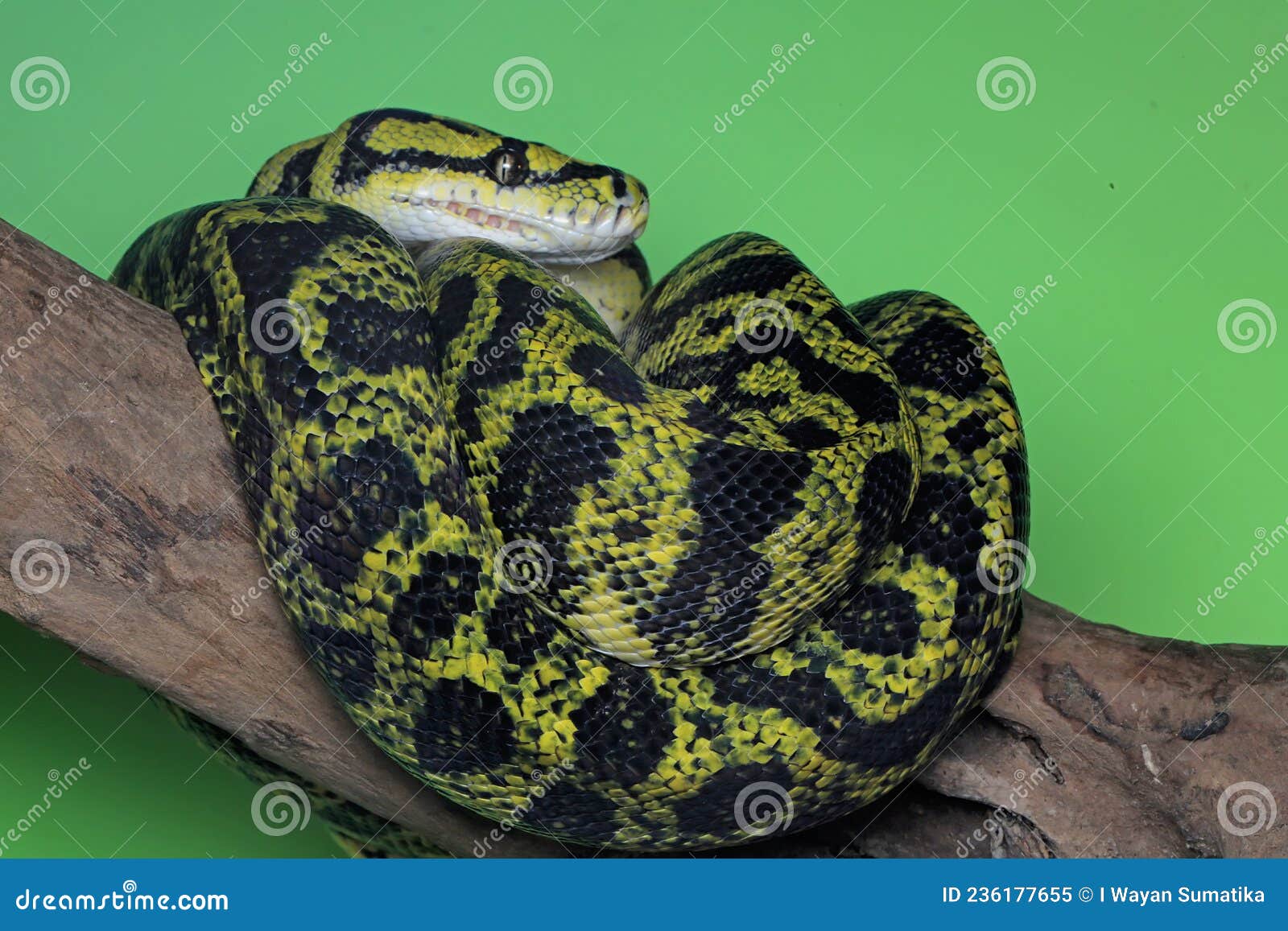 Convoluting Stock Photos - Free & Royalty-Free Stock Photos from Dreamstime