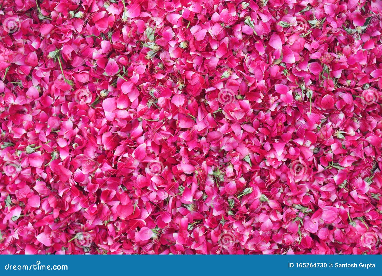 Carpet of roses stock photo. Image of pink, color, rose - 165264730