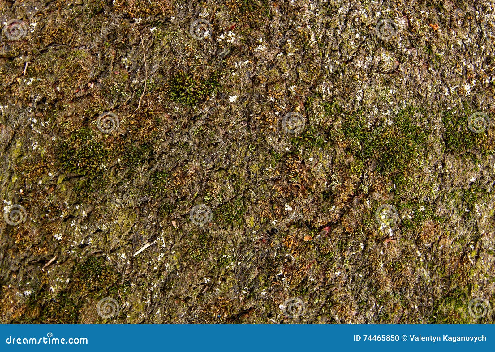 Carpet sprouting moss stock photo. Image of natural, color - 74465850