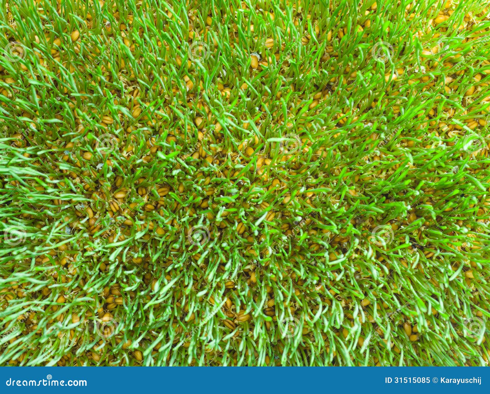A carpet of Wheat Sprouts stock image. Image of nature - 31515085