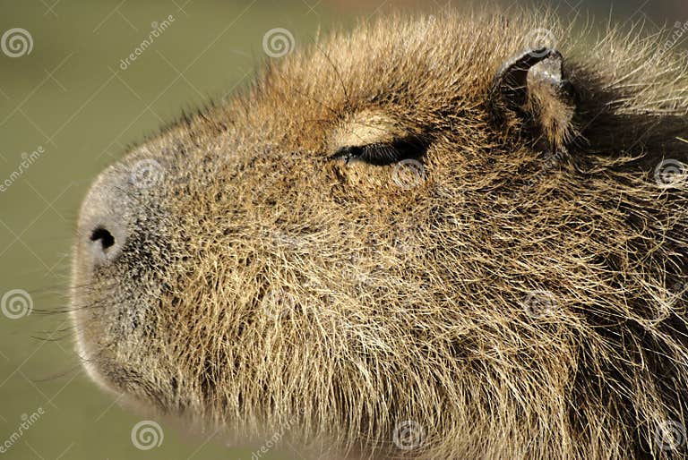 Carpincho Argentina stock photo. Image of animal, american - 2526500