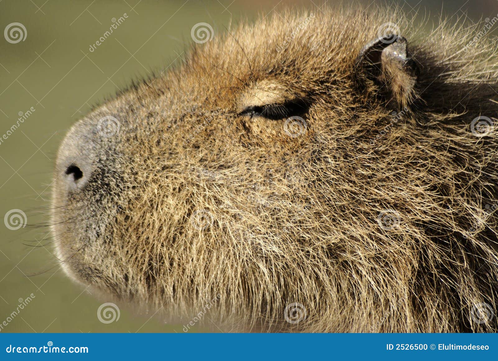 Carpincho la Argentina foto de archivo. Imagen de furia - 2526500