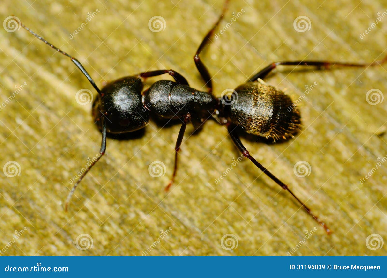 Carpinteiro Ant imagem de stock. Imagem de carpinteiro - 31196839