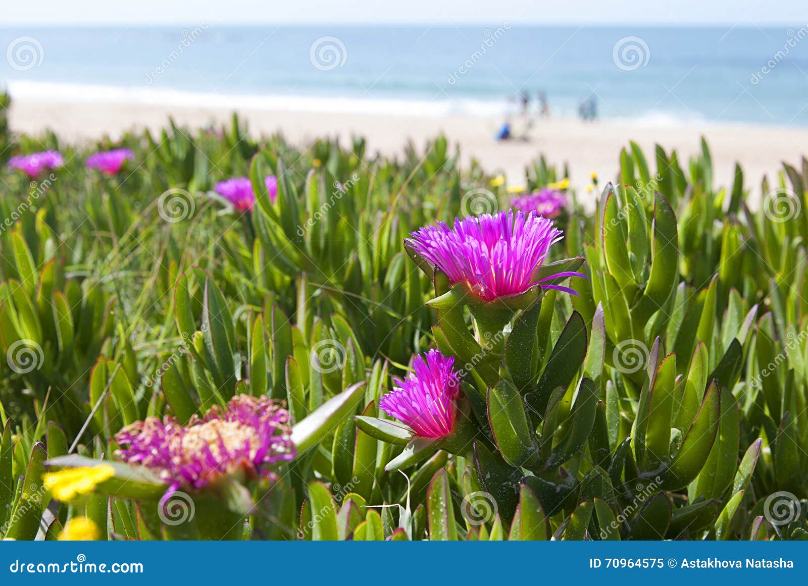 Carpobrotus acinaciformis stock image. Image of chill - 70964575