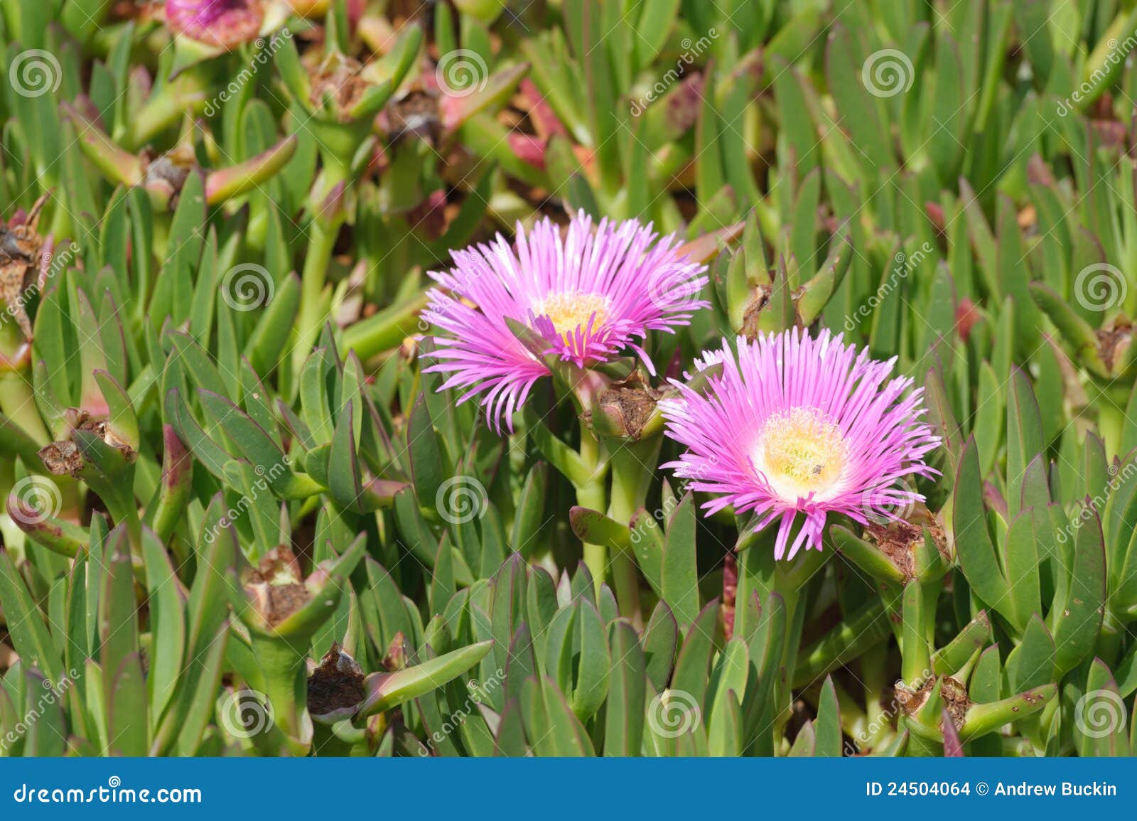 Carpobrotus Edulis (Hottentot-fig, Ice Plant, Highway Ice Plant Stock ...