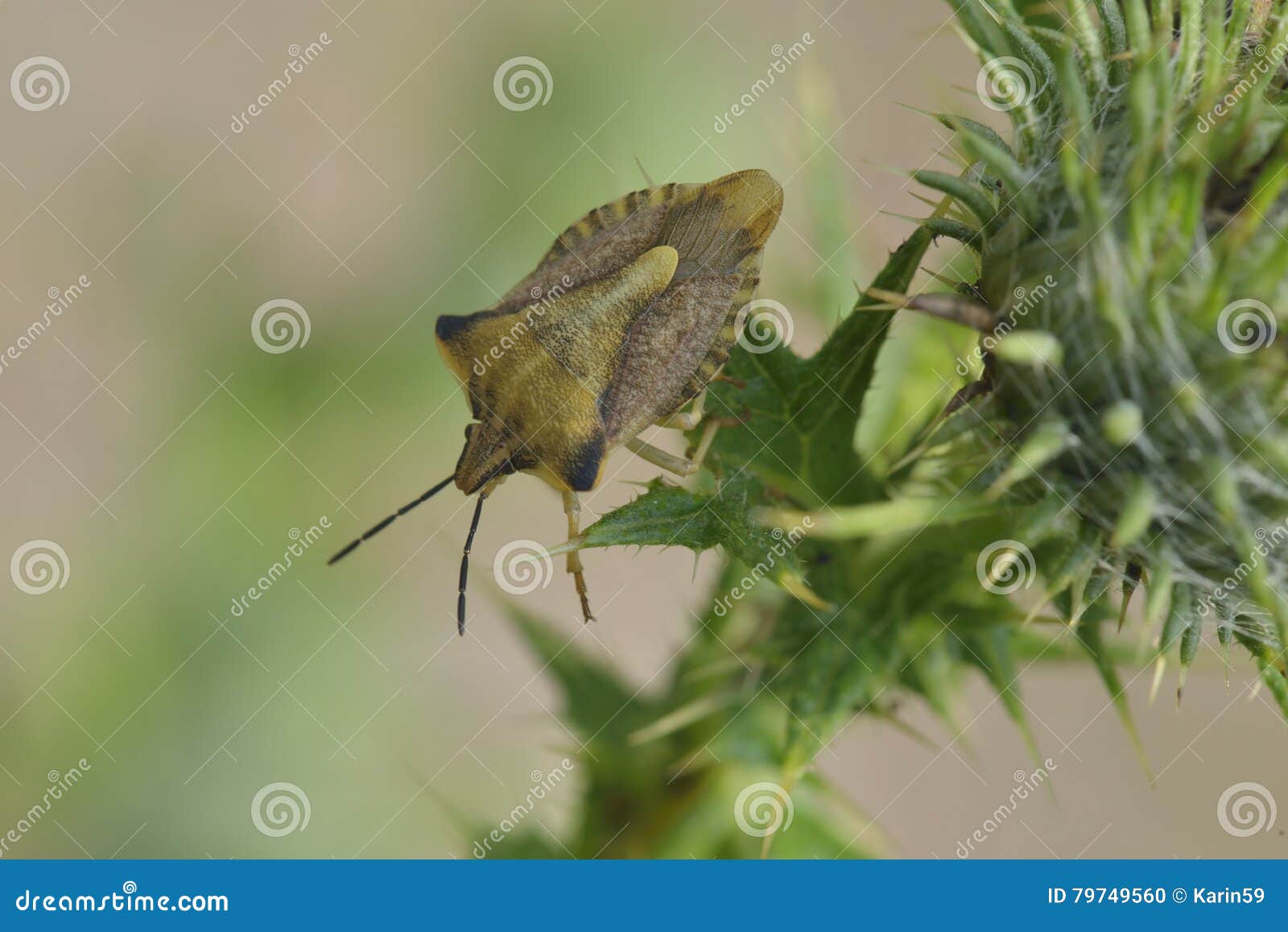 Carpocoris fuscispinus stock photo. Image of animal, invertebrate ...