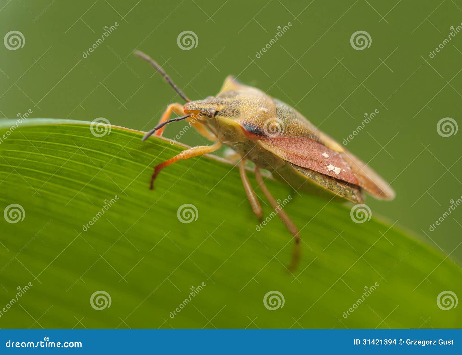 Carpocoris fuscispinus stock photo. Image of pentatomidae - 31421394