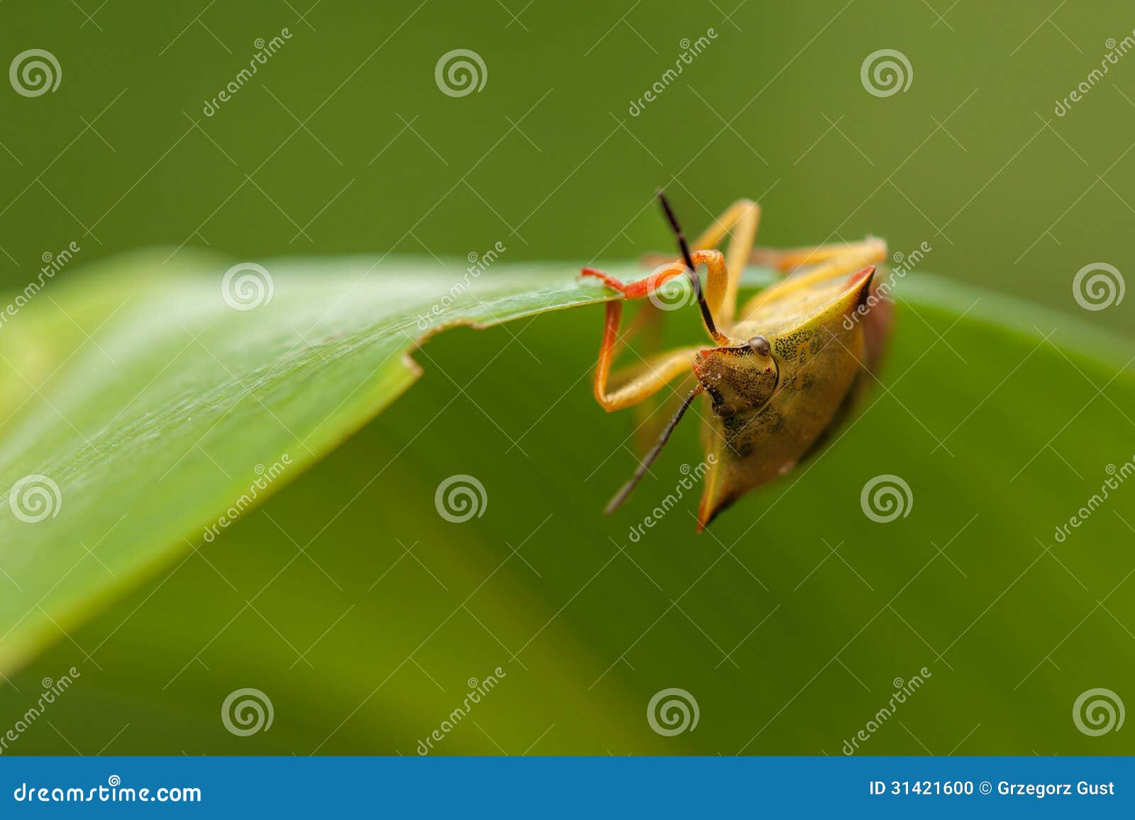 Carpocoris fuscispinus stock photo. Image of invertebrate - 31421600