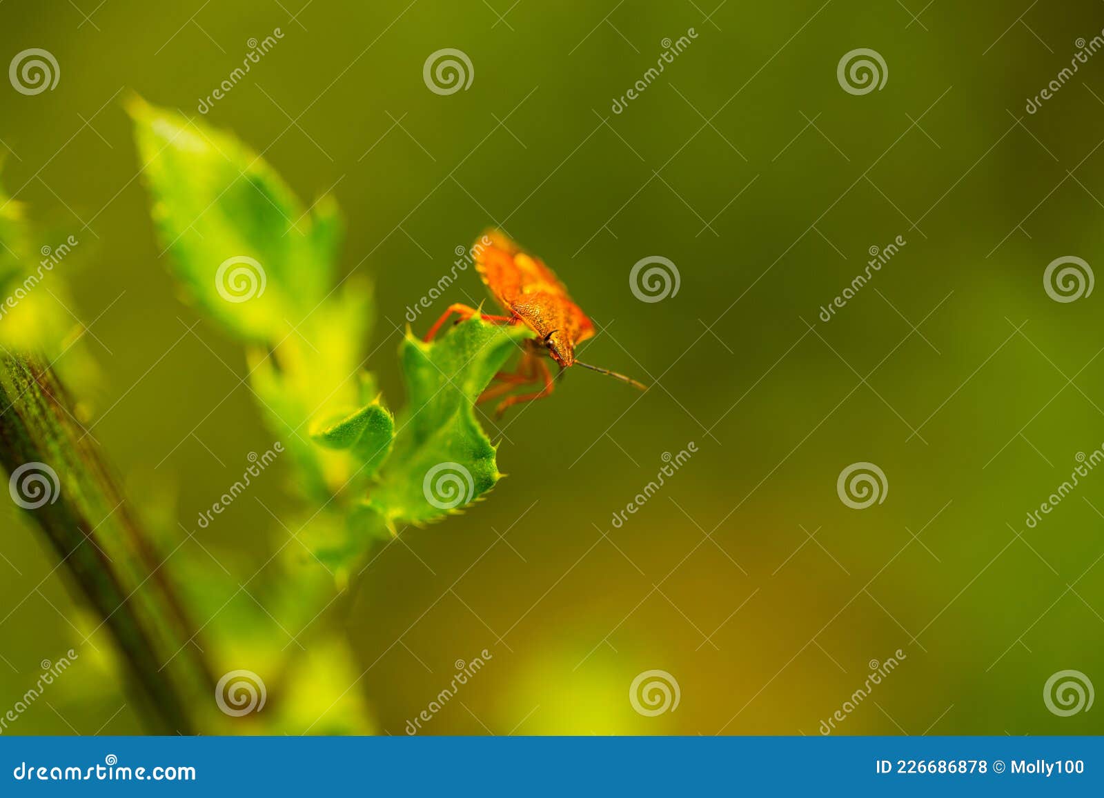 Carpocoris Pudicus, Stink Beetle in the Field Stock Photo - Image of ...