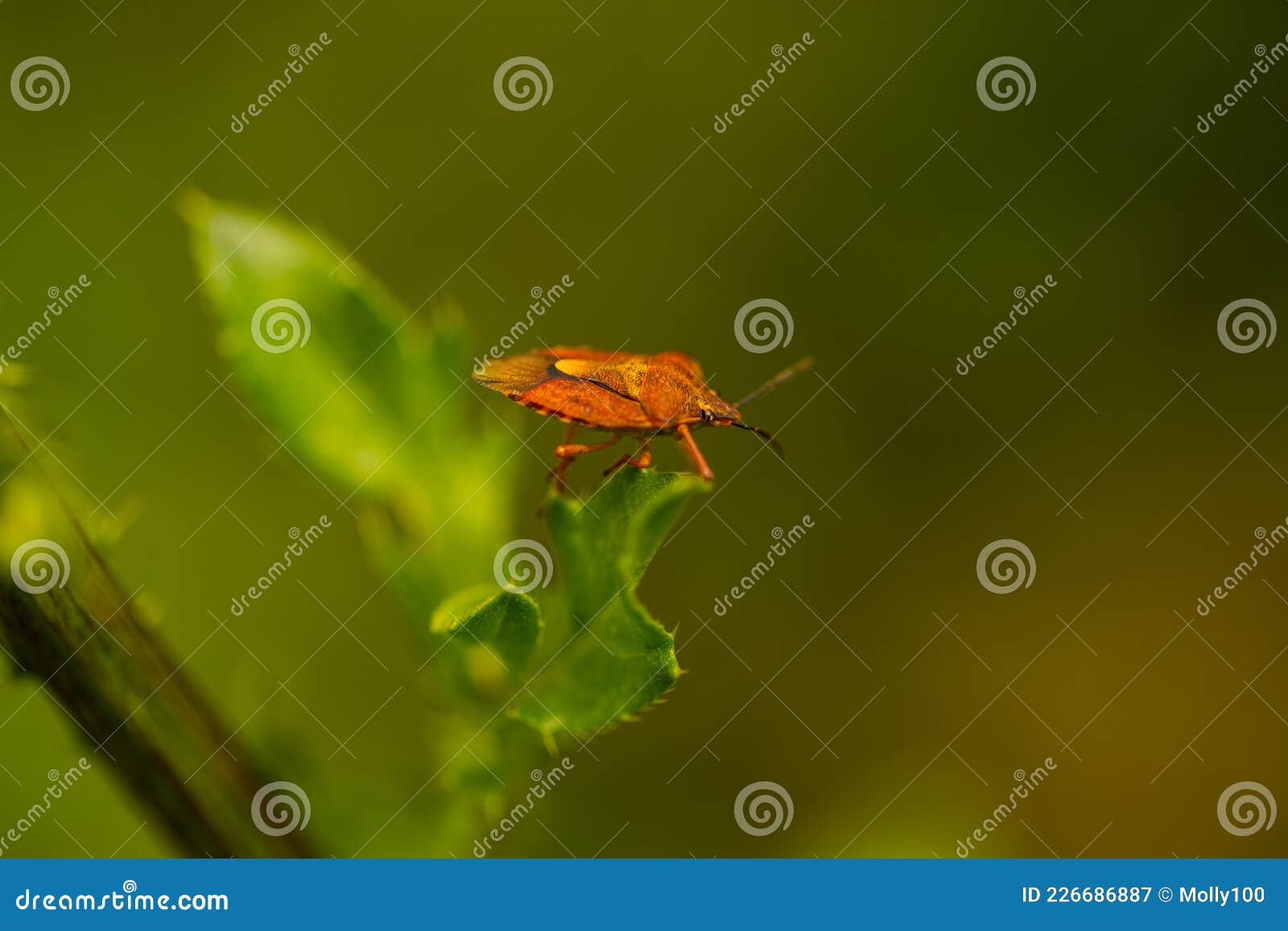 Carpocoris Pudicus, Stink Beetle in the Field Stock Image - Image of ...