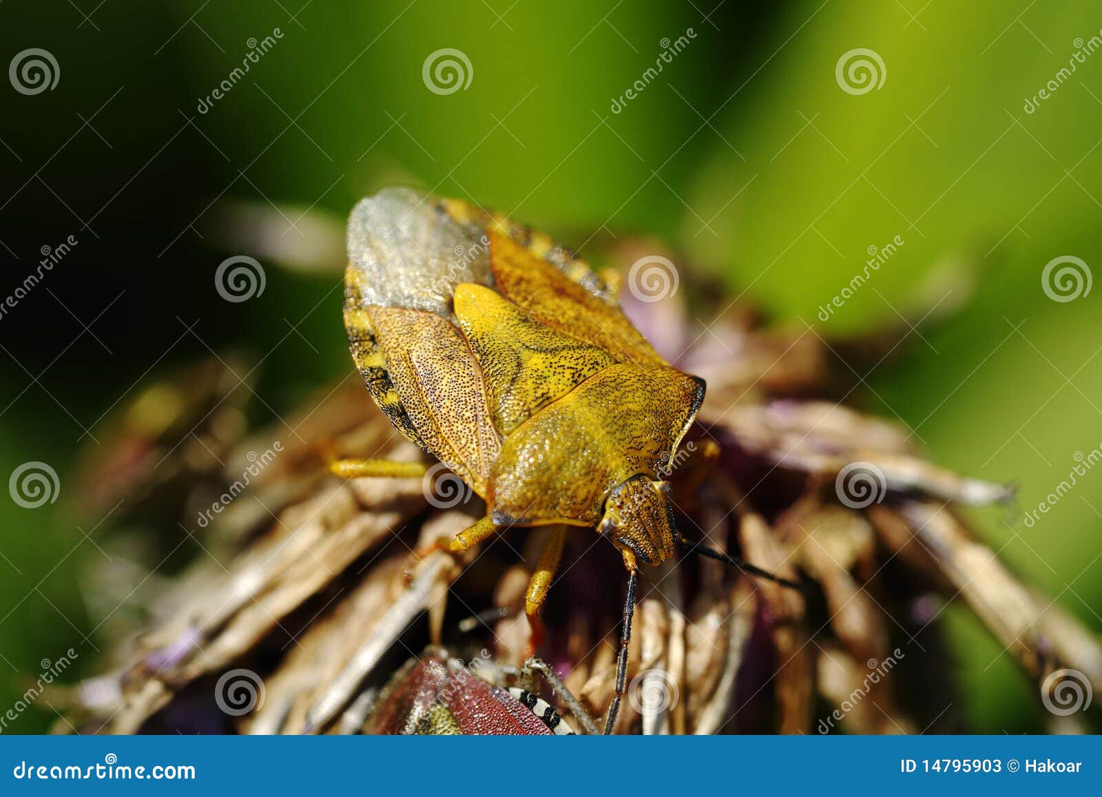 Carpocoris purpureipennis stock image. Image of face - 14795903