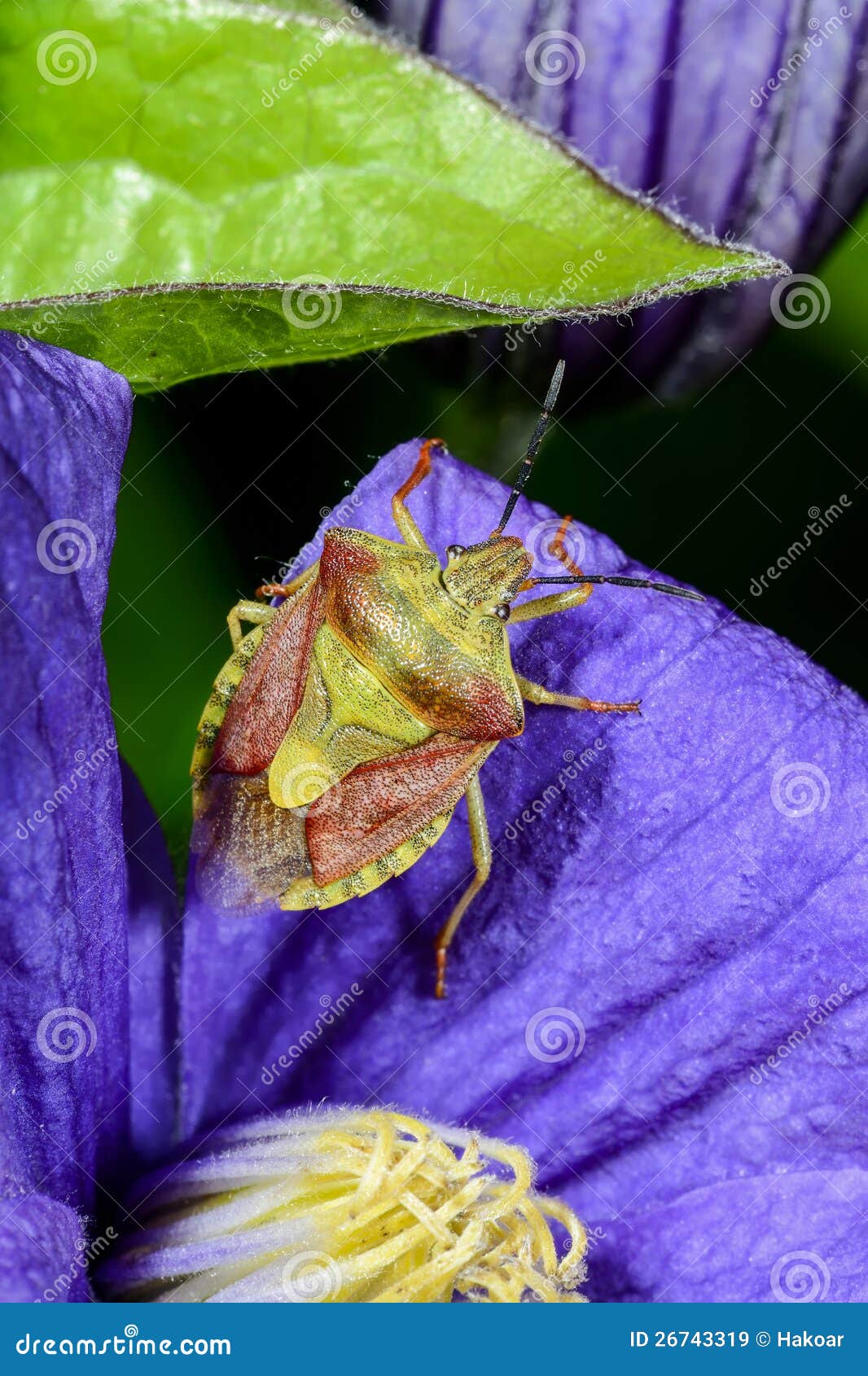 Carpocoris purpureipennis stock image. Image of pose - 26743319