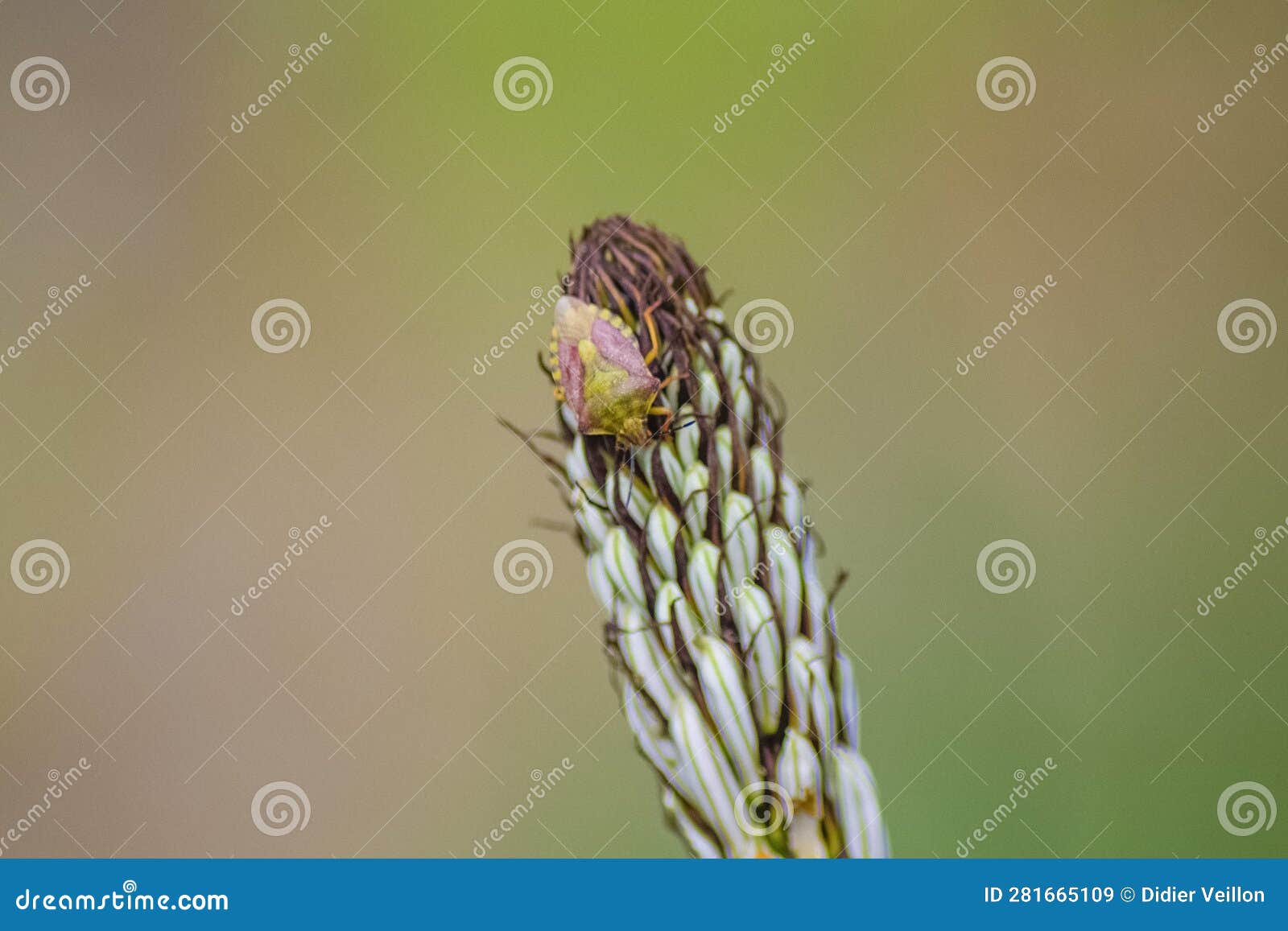 Carpocoris purpureipennis stock image. Image of closeup - 281665109