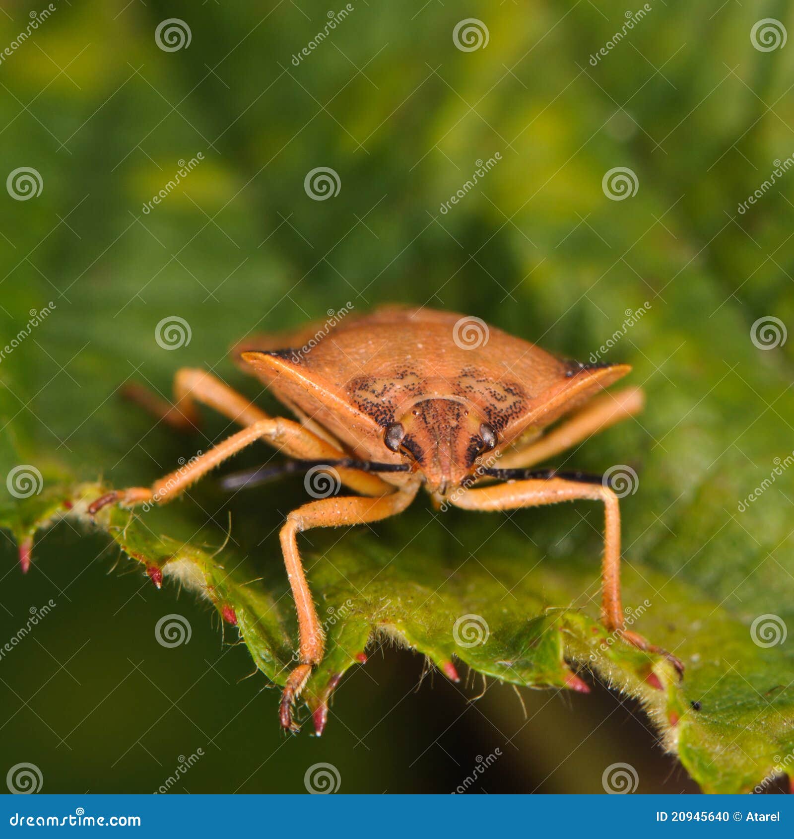 Carpocoris Sp Photos - Free & Royalty-Free Stock Photos from Dreamstime