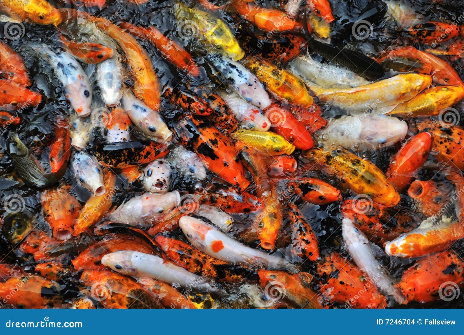 Carps chasing food stock photo. Image of carp, brocaded - 7246704