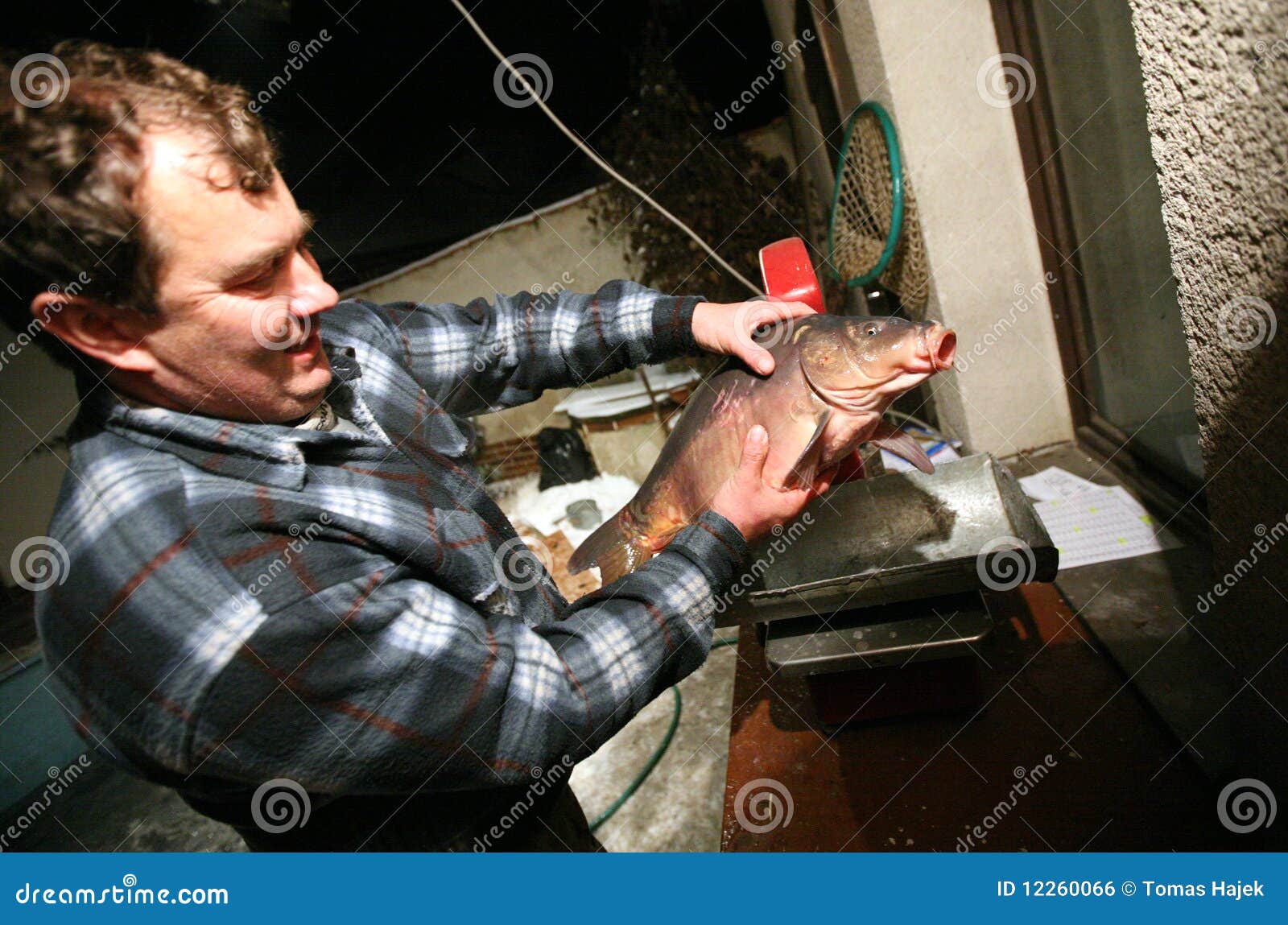 Carps for Czech Traditional Christmas Table Editorial Photo - Image of ...
