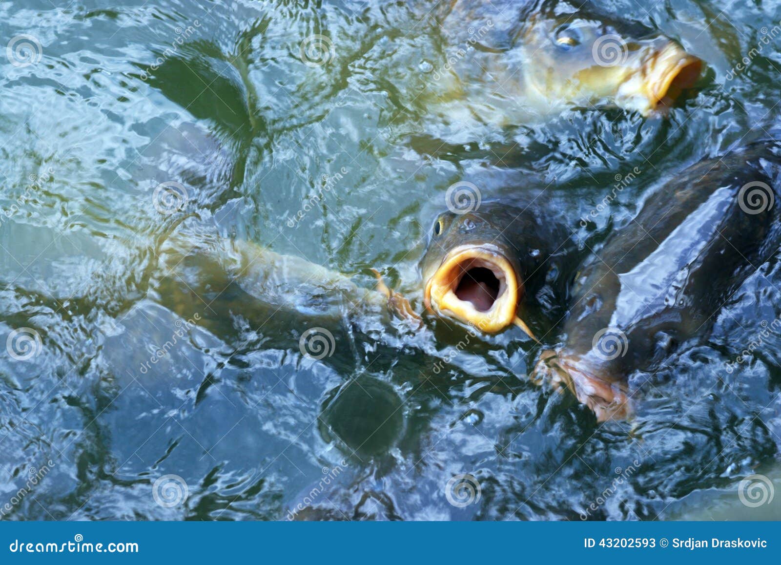 Carps stock image. Image of pond, crowd, water, river - 43202593