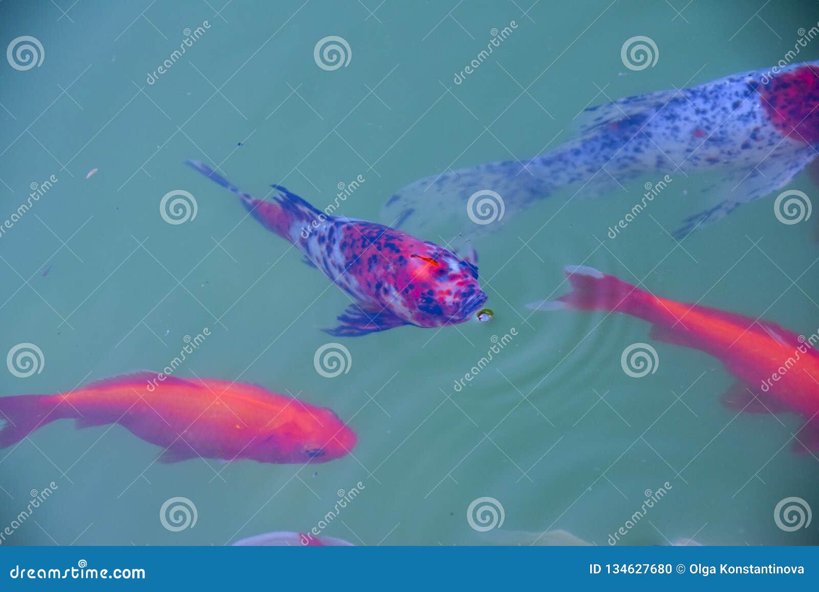 Carps Koi Under Water Pond Blue Background Abstraction Stock Photo ...