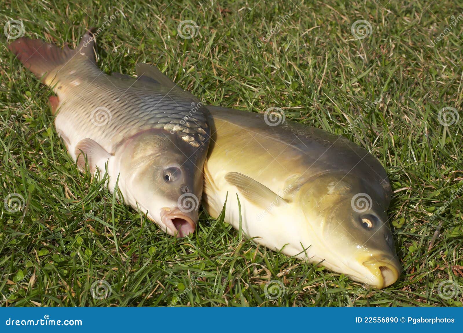 Carps from Lake Balaton stock photo. Image of equipment - 22556890