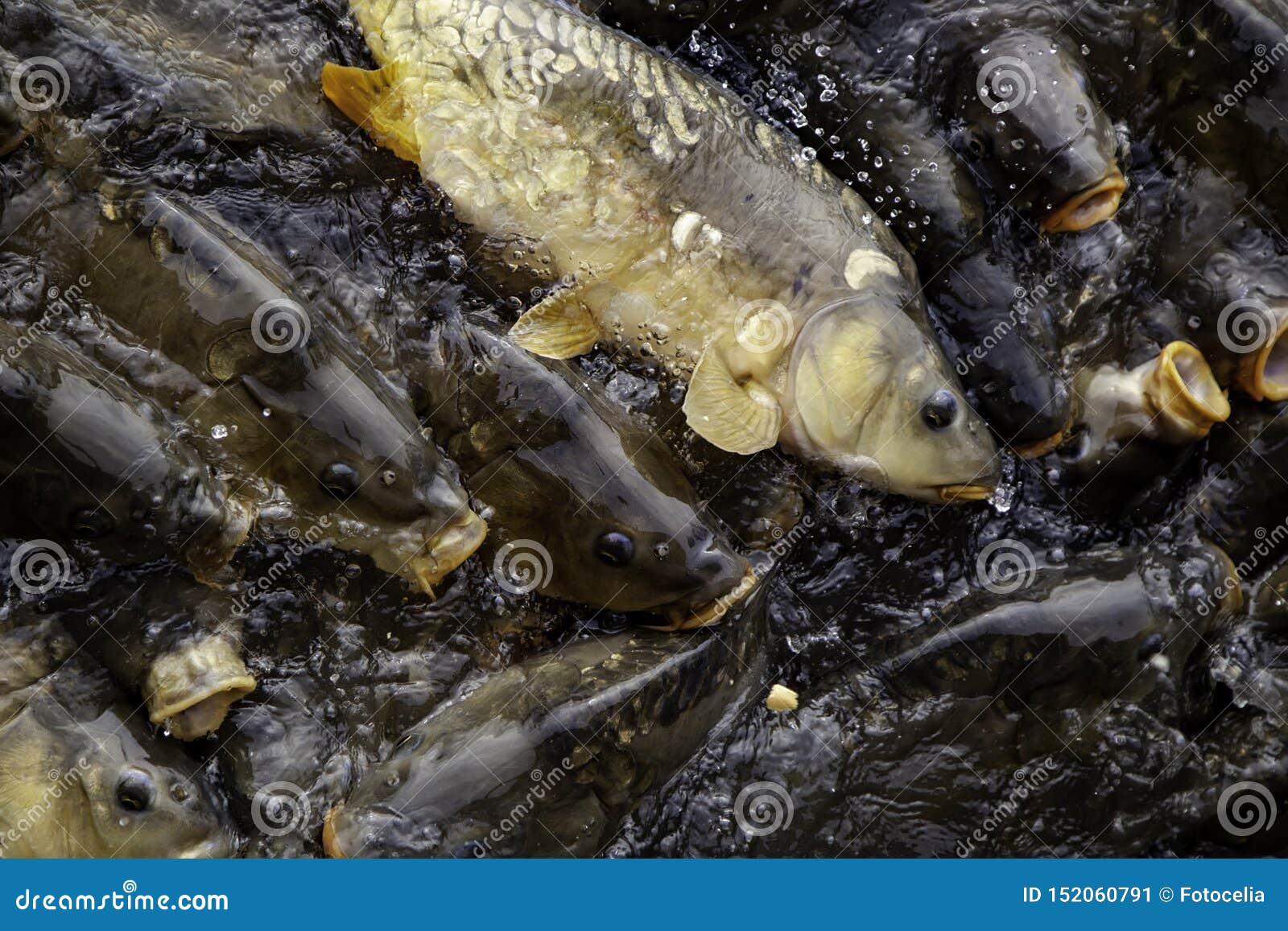 Carps in river stock image. Image of cyprinus, dive - 152060791