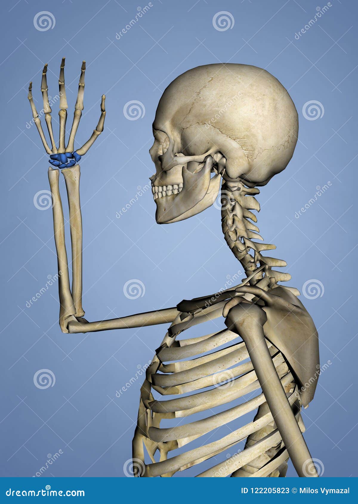 Carpus, Human Skeleton, 3D Model Stock Illustration - Illustration of ...