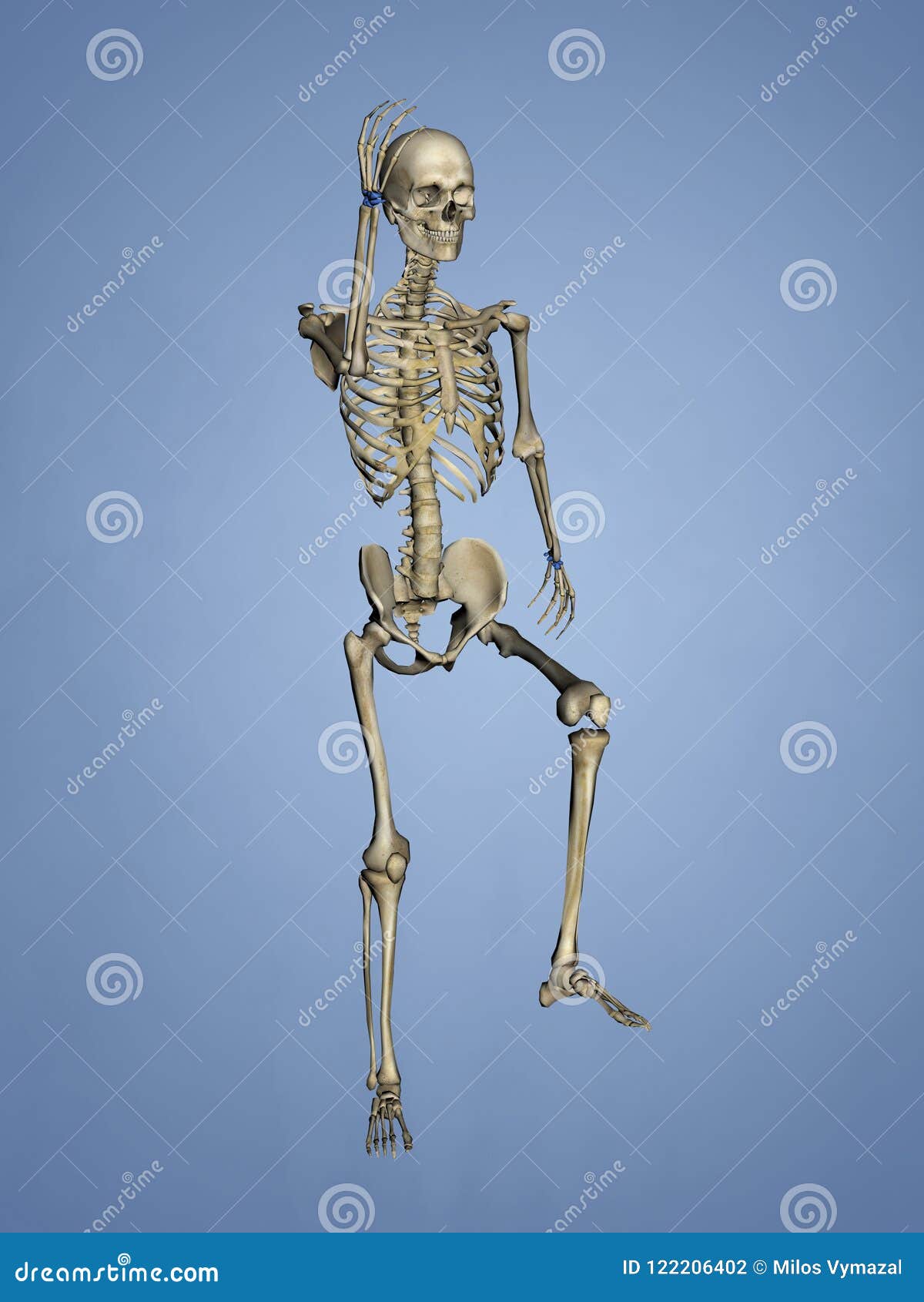 Carpus, Human Skeleton, 3D Model Stock Illustration - Illustration of ...