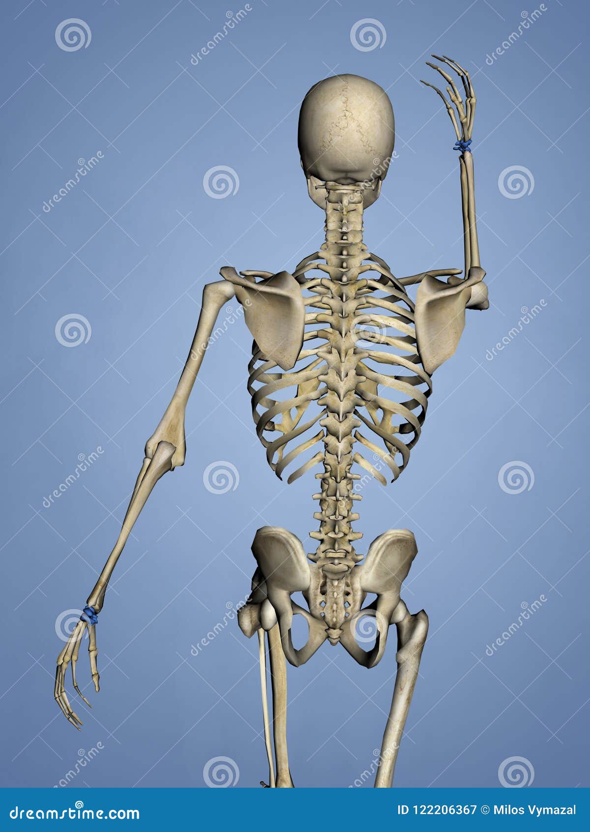 Carpus, Human Skeleton, 3D Model Stock Illustration - Illustration of ...
