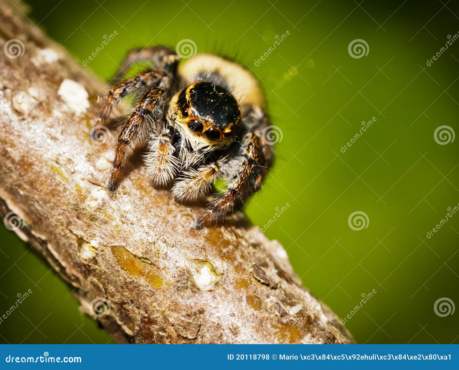 Jumping Spider, Salticidae Sp, Hyderabad,Telanagana, India Stock Photo ...