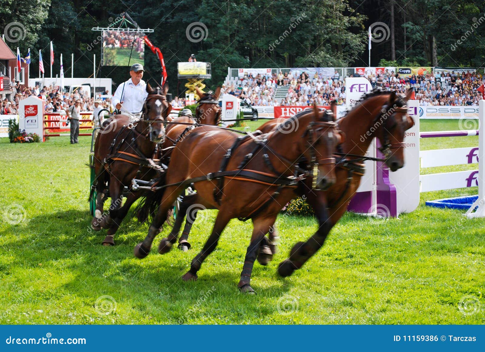 Carriage drive show editorial photo. Image of brown, race - 11159386