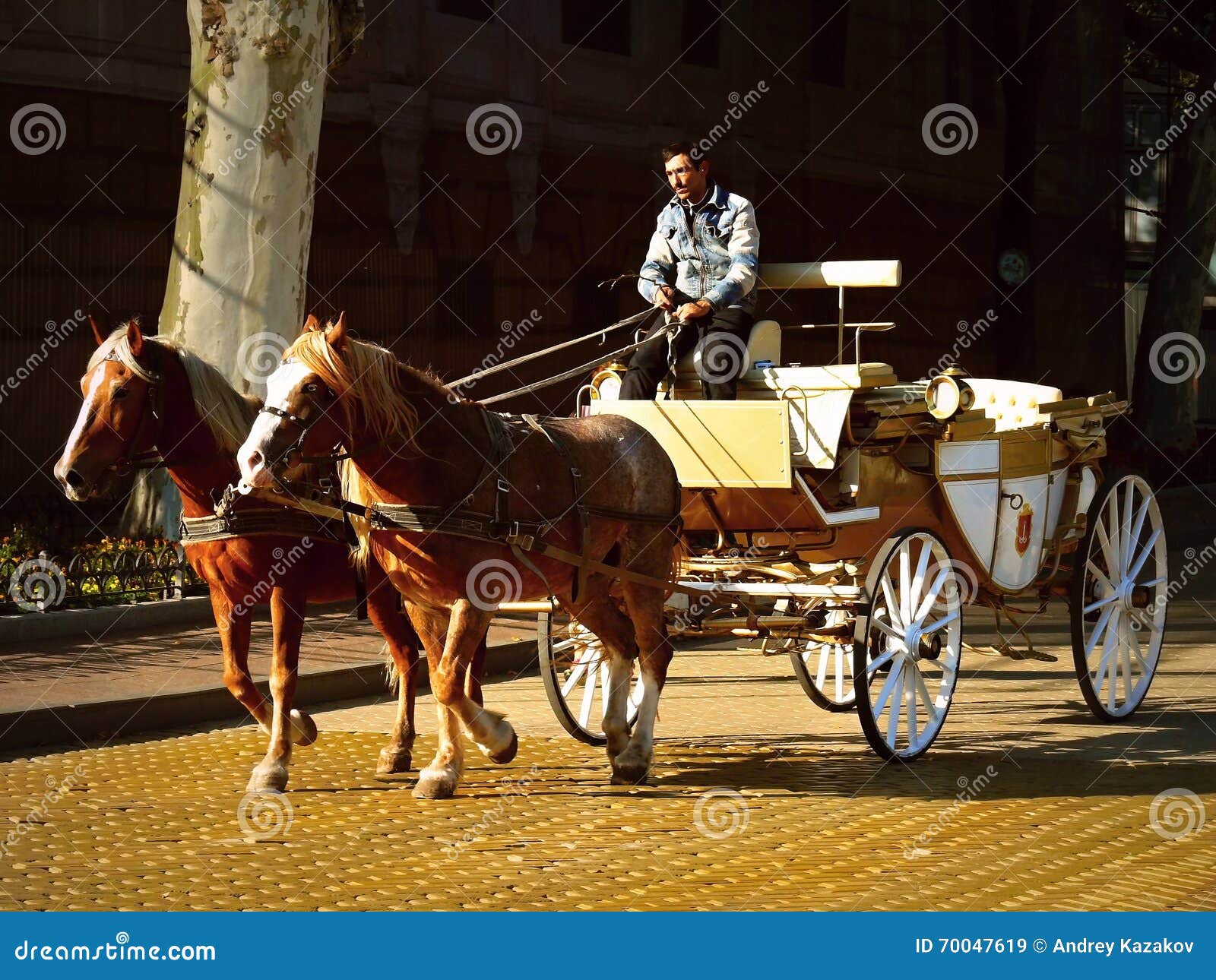 Carriage with horses editorial stock image. Image of wedding - 70047619